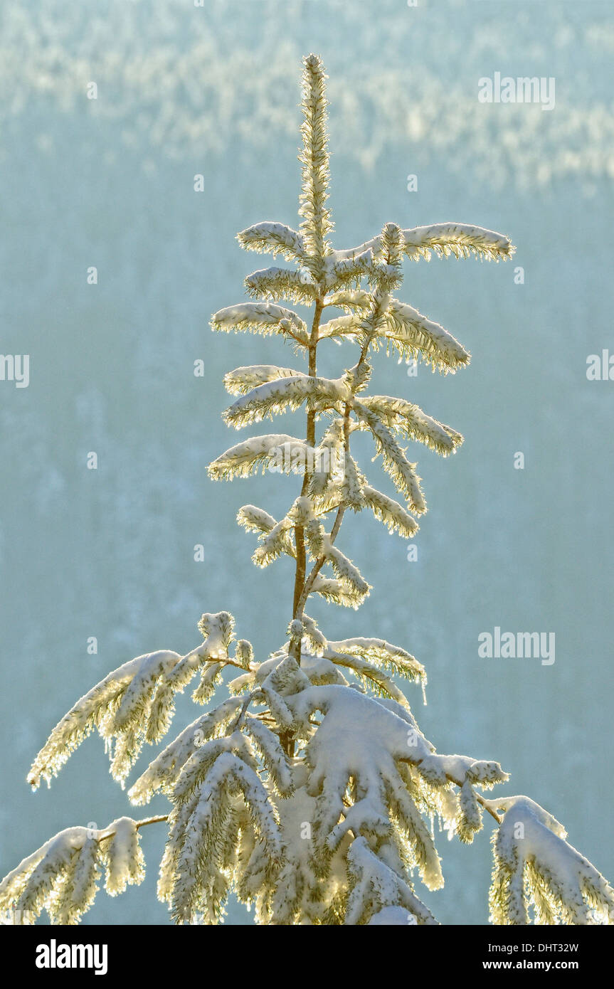 Fir wipfel hi-res stock photography and images - Alamy
