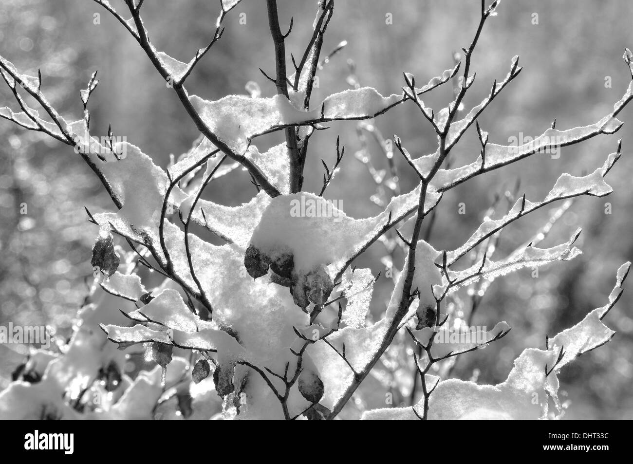 White white snow Black and White Stock Photos & Images - Alamy
