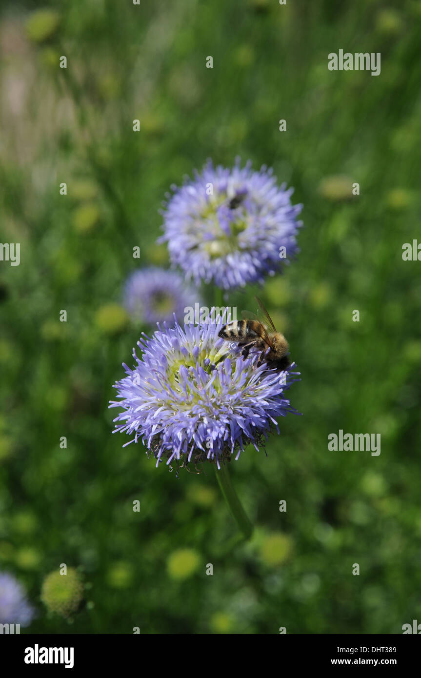 Sheep scabious hi-res stock photography and images - Alamy