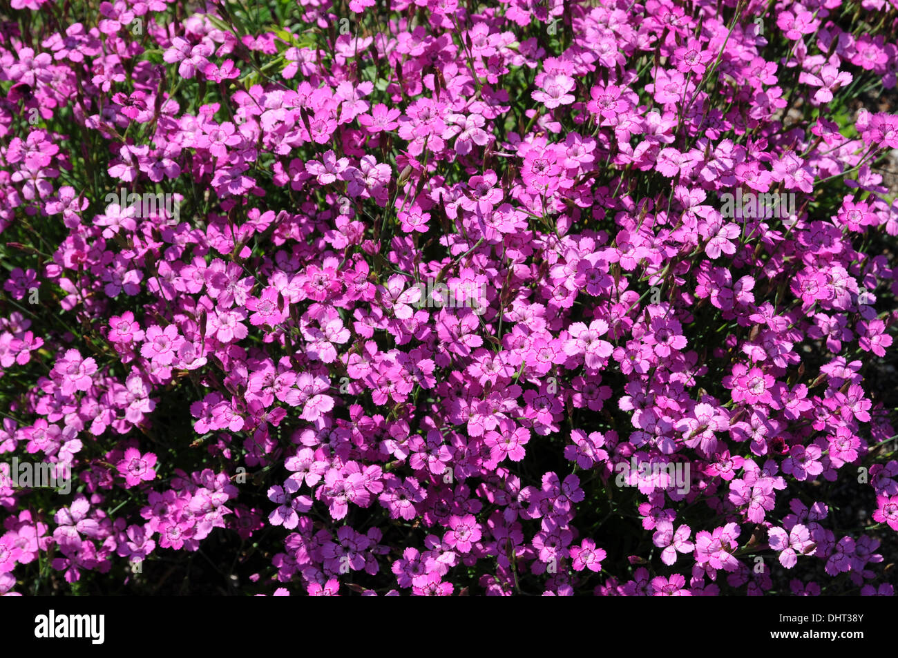Maiden pinks hi-res stock photography and images - Alamy