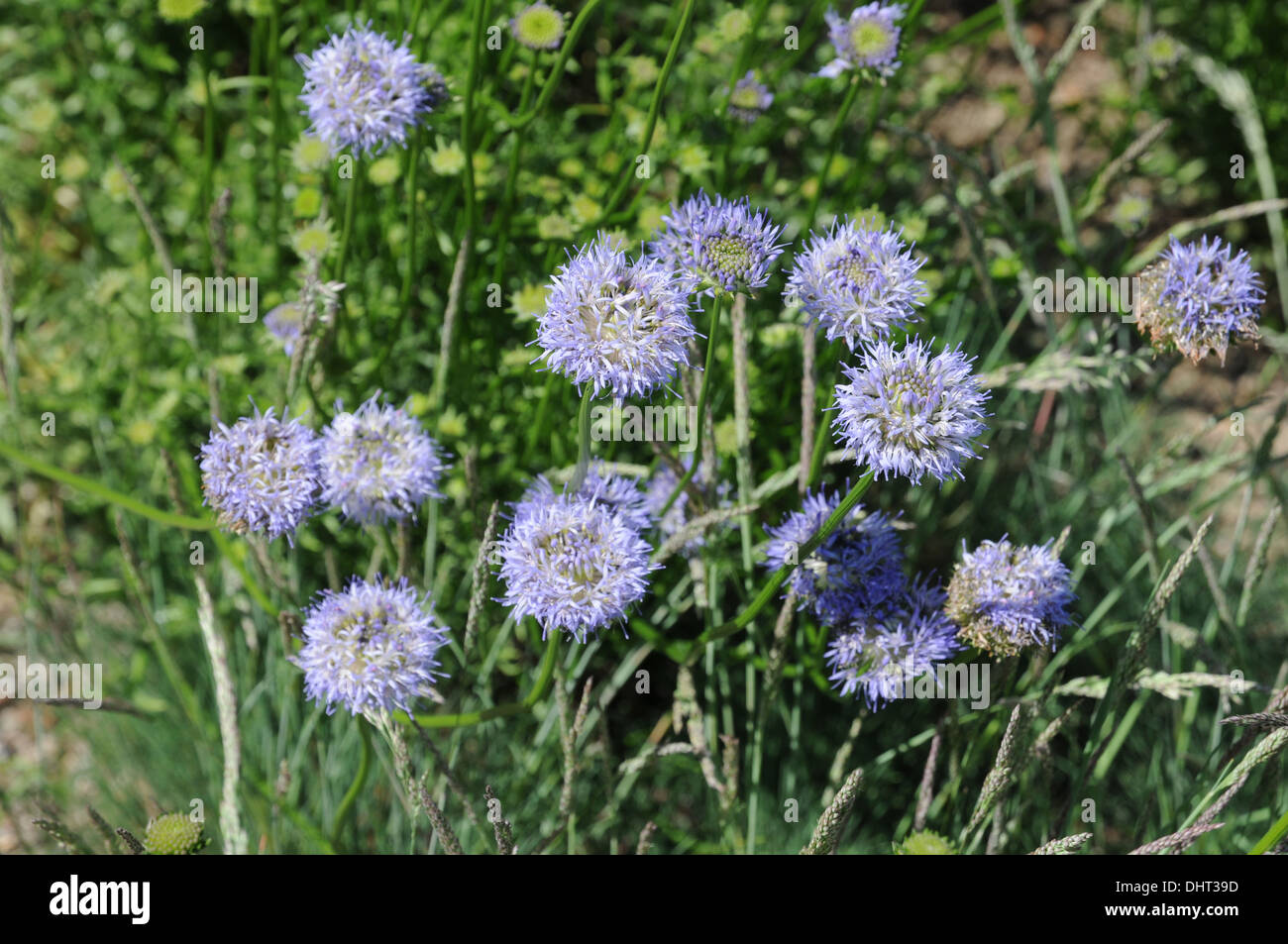 Sheeps Bit Stock Photos & Sheeps Bit Stock Images - Alamy