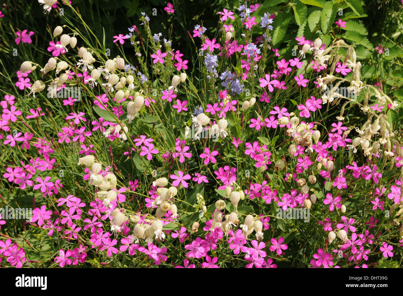 Pink campion plants hi-res stock photography and images - Alamy