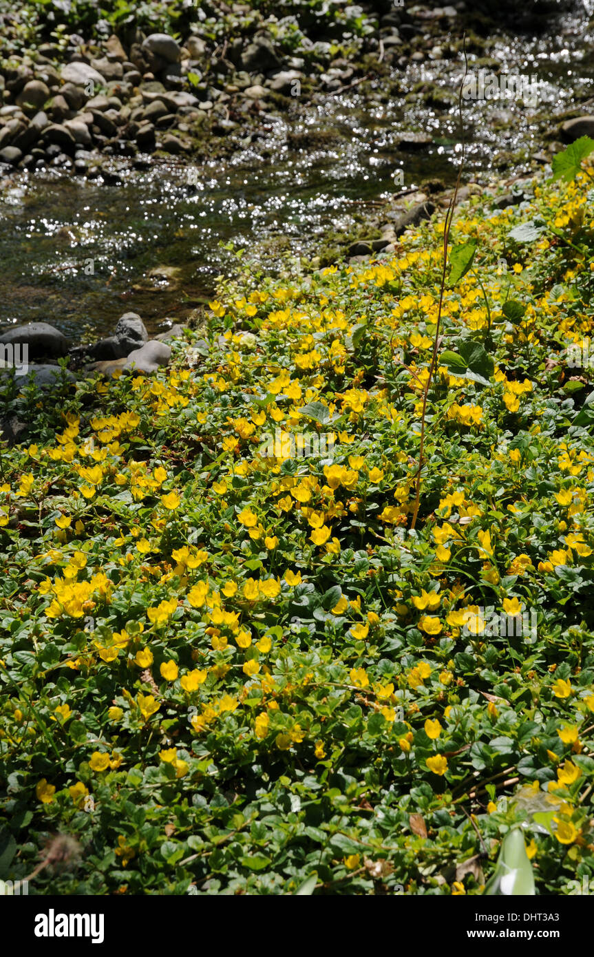 Creeping jenny hi-res stock photography and images - Alamy