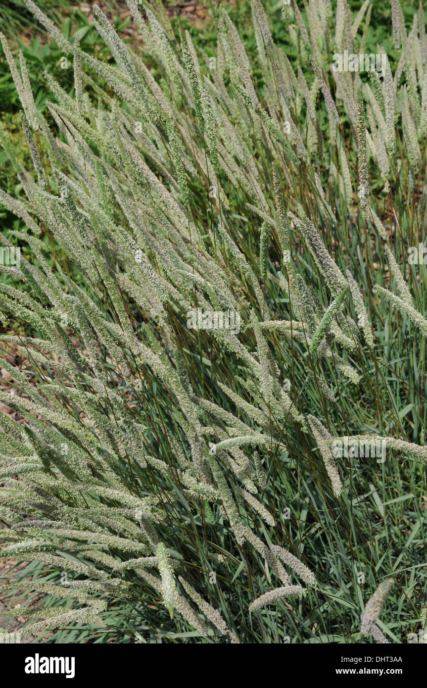 Timothygrass hi-res stock photography and images - Alamy