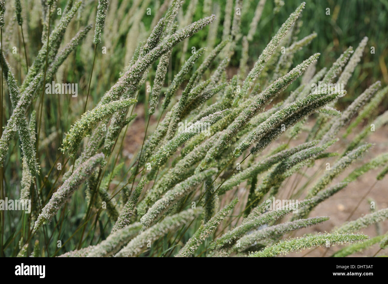 Timothygrass hi-res stock photography and images - Alamy