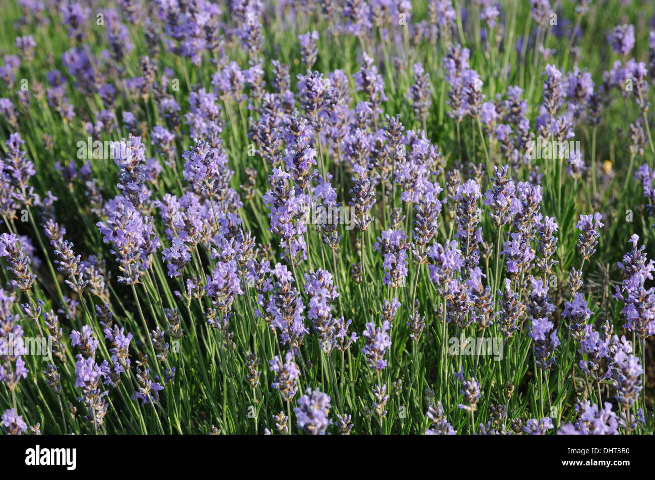 Laven hi-res stock photography and images - Alamy