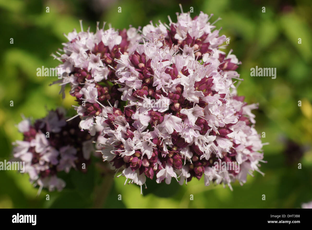 Origanum vulgare wild marjoram hi-res stock photography and images - Alamy