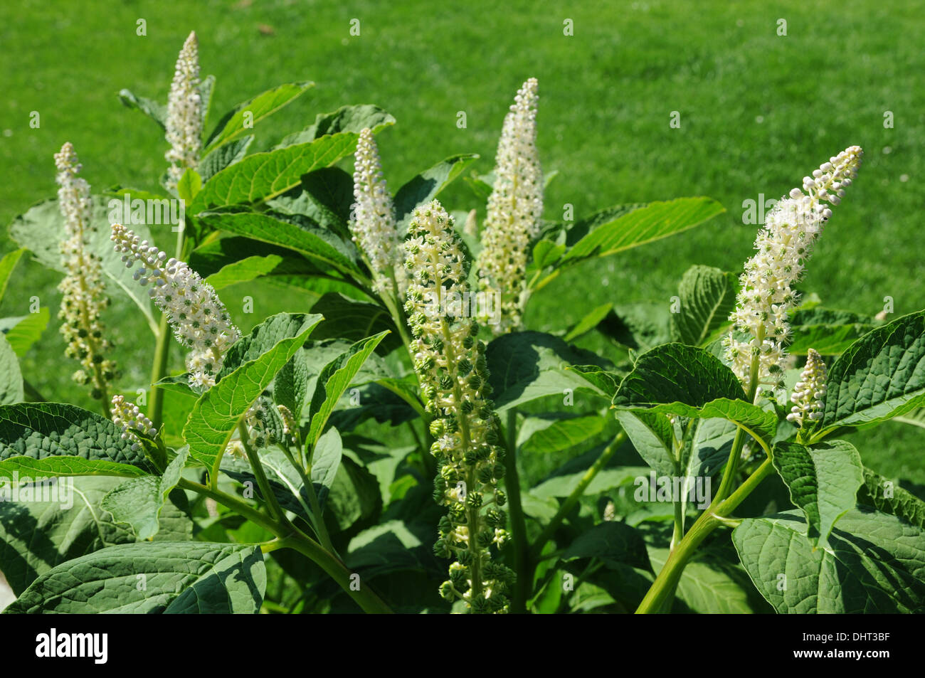 Pokeweeds hi-res stock photography and images - Alamy
