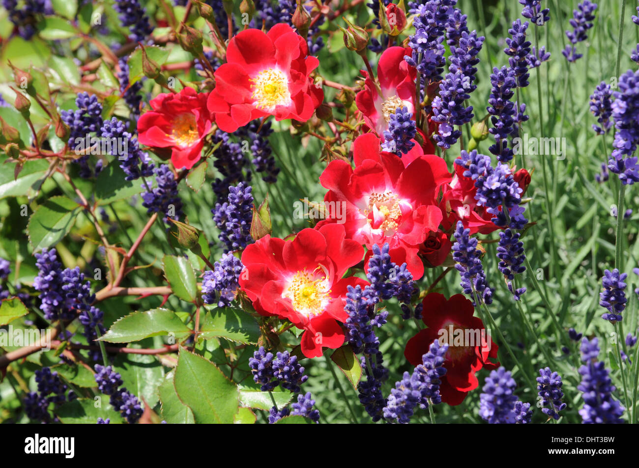 Bodendecker rosen hi-res stock photography and images - Alamy