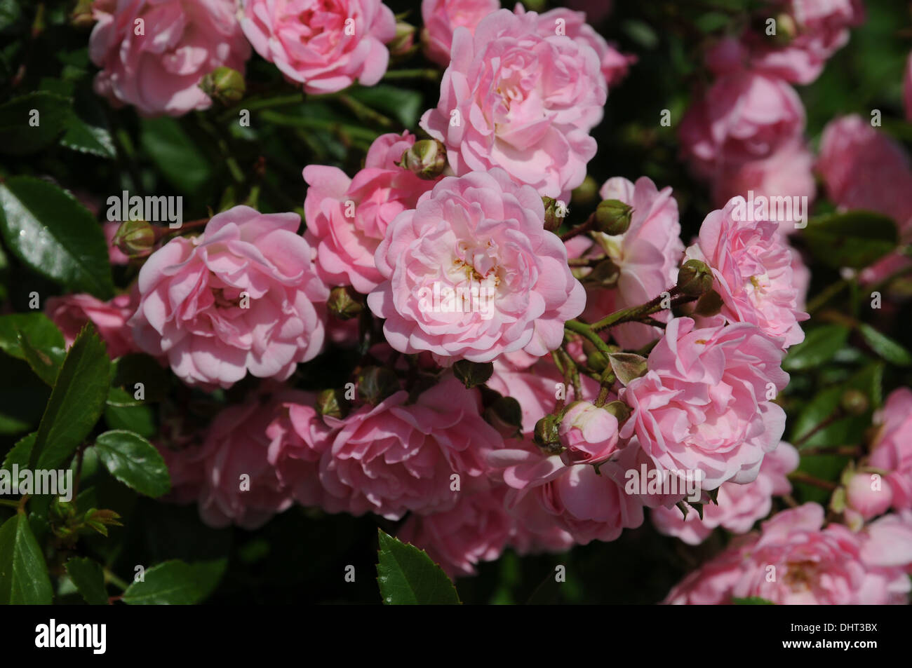 Ground cover rose Stock Photo - Alamy