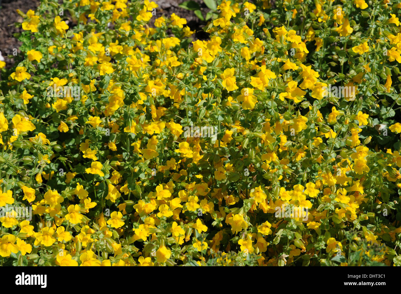 Monkey and flowers hi-res stock photography and images - Alamy