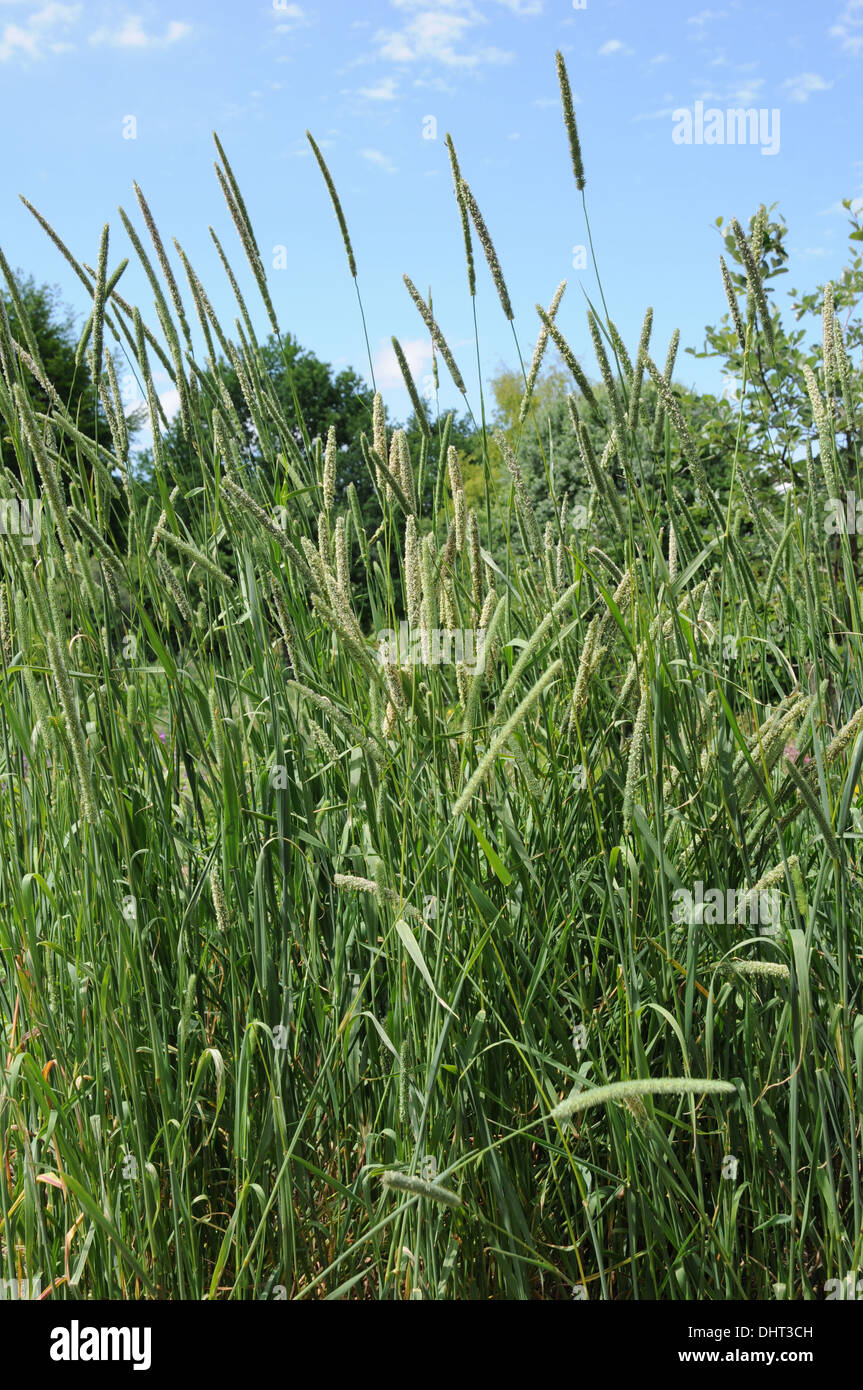 Wiesen lieschgras wiesenlieschgras phleum hi-res stock photography and ...