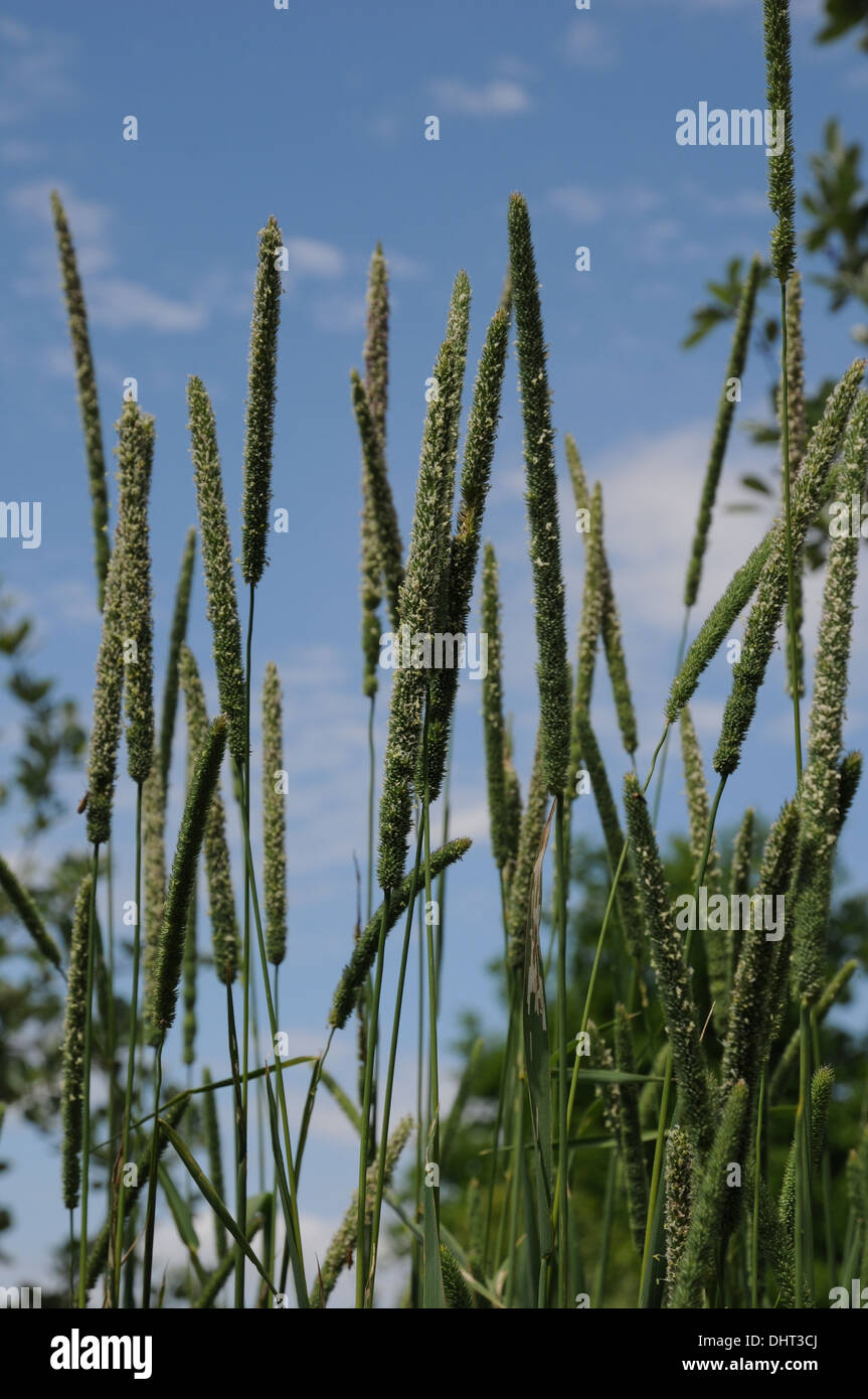 Timothy Grasses High Resolution Stock Photography and Images - Alamy