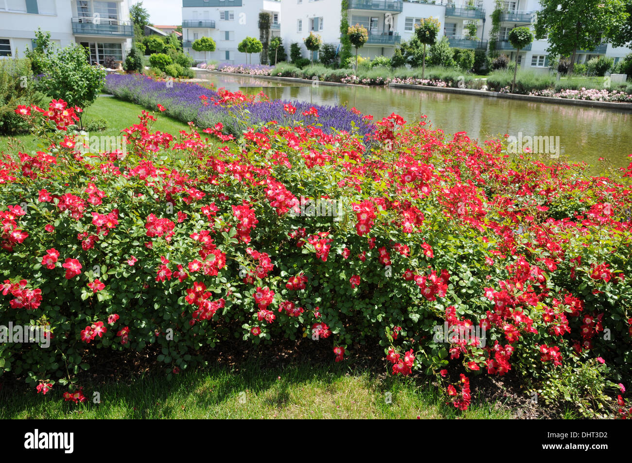 What Is A Good Ground Cover For Roses at Pauline Tomlinson blog