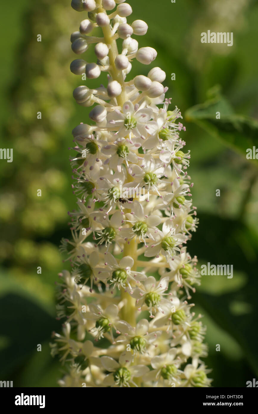 Pokeweeds hi-res stock photography and images - Alamy