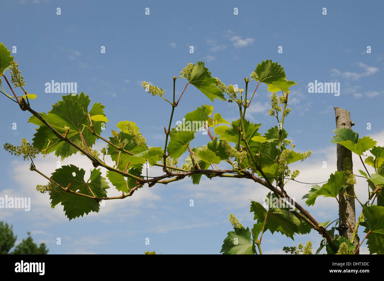 Grape vine blossoms Stock Photo - Alamy