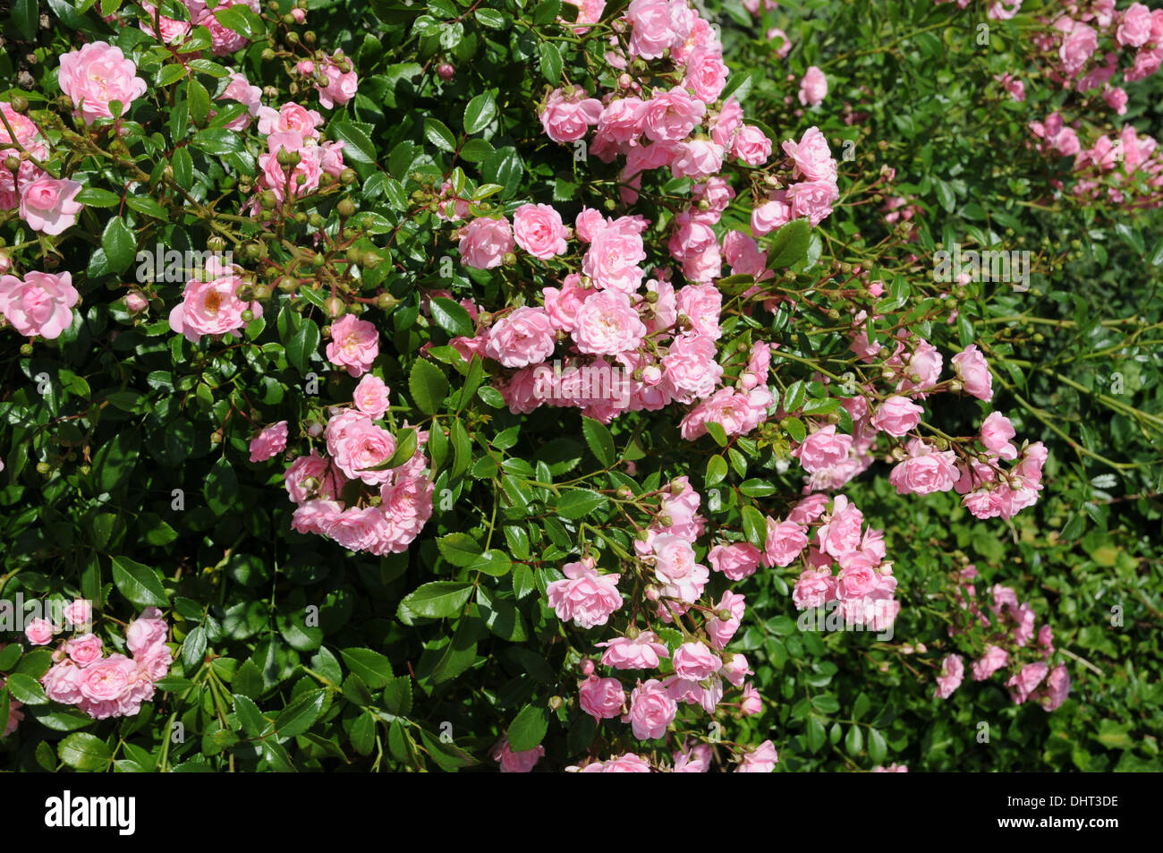 Ground cover rose Stock Photo - Alamy