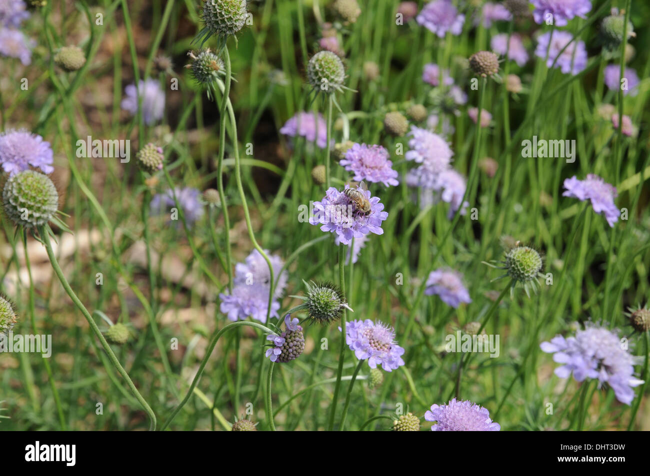 Pigeon scabious scabiosa columbaria hi-res stock photography and images ...