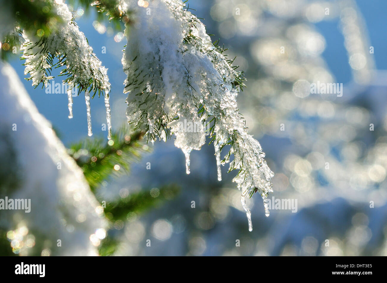 Fir tree copse hi-res stock photography and images - Alamy