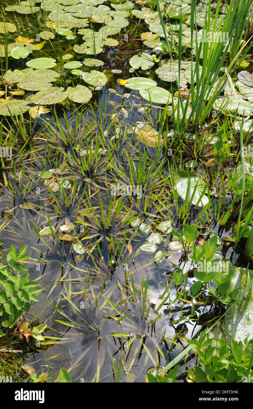 Water soldiers hi-res stock photography and images - Alamy
