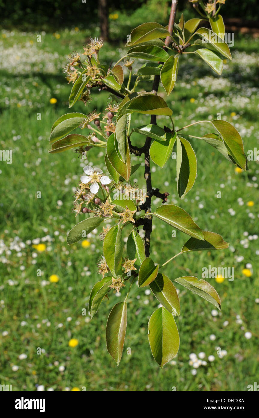 Pear pollination hi-res stock photography and images - Alamy