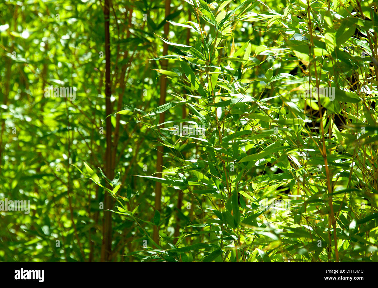 Green bamboo forest with sunlight as background Stock Photo - Alamy