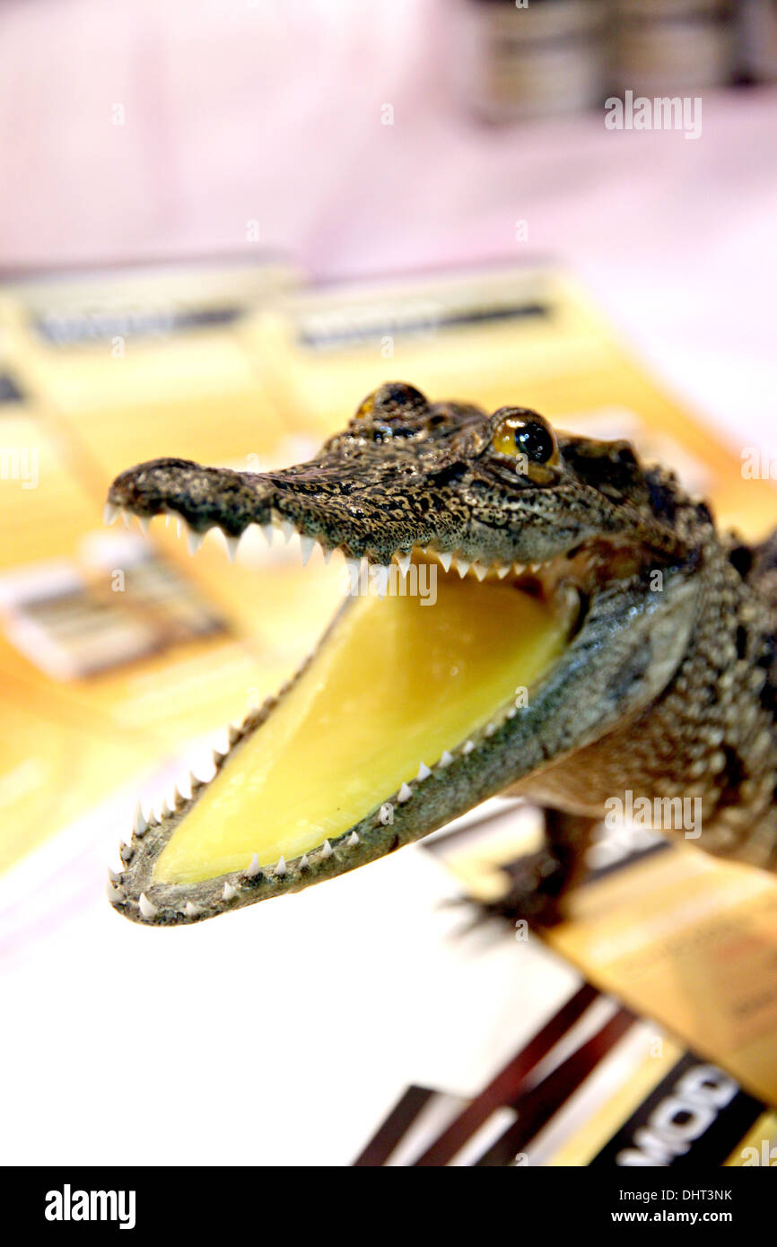 The Model little crocodile and open mouth Stock Photo - Alamy