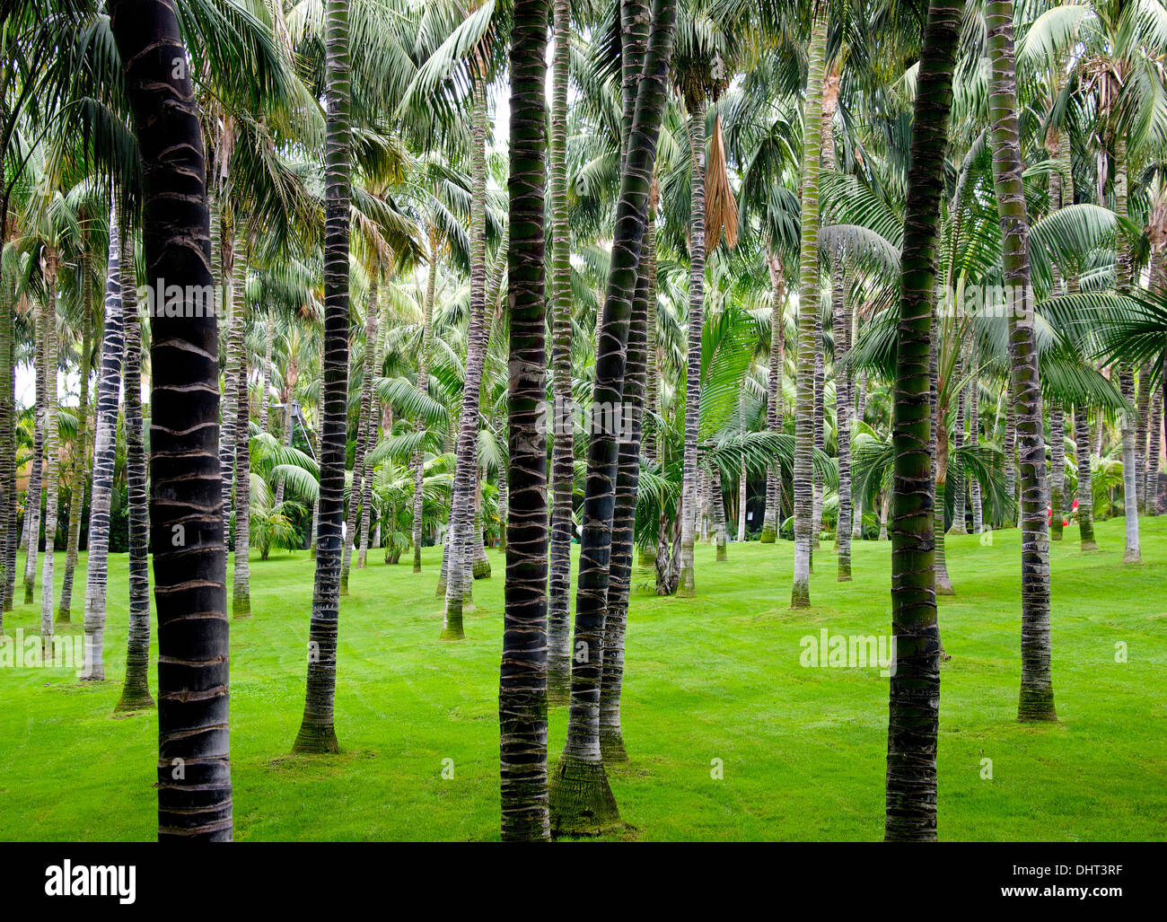 Palm trees orchard hi-res stock photography and images - Alamy