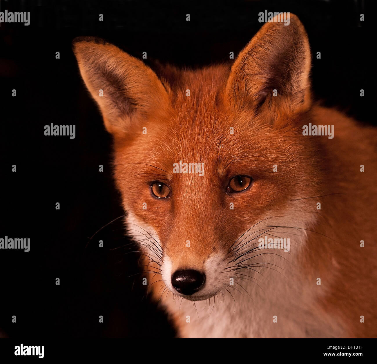 red fox up close! Stock Photo - Alamy