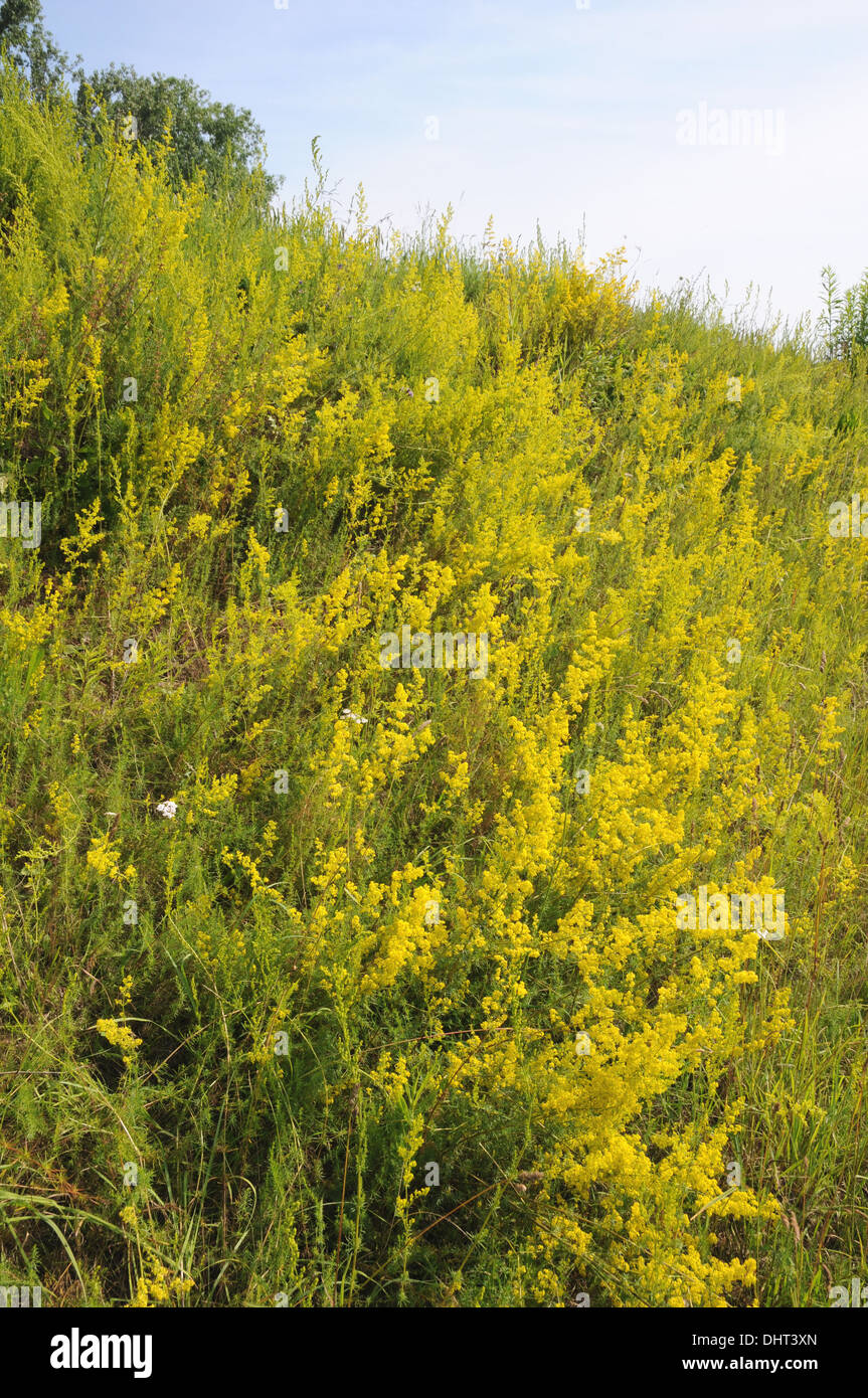 Lady bedstraw hi-res stock photography and images - Alamy