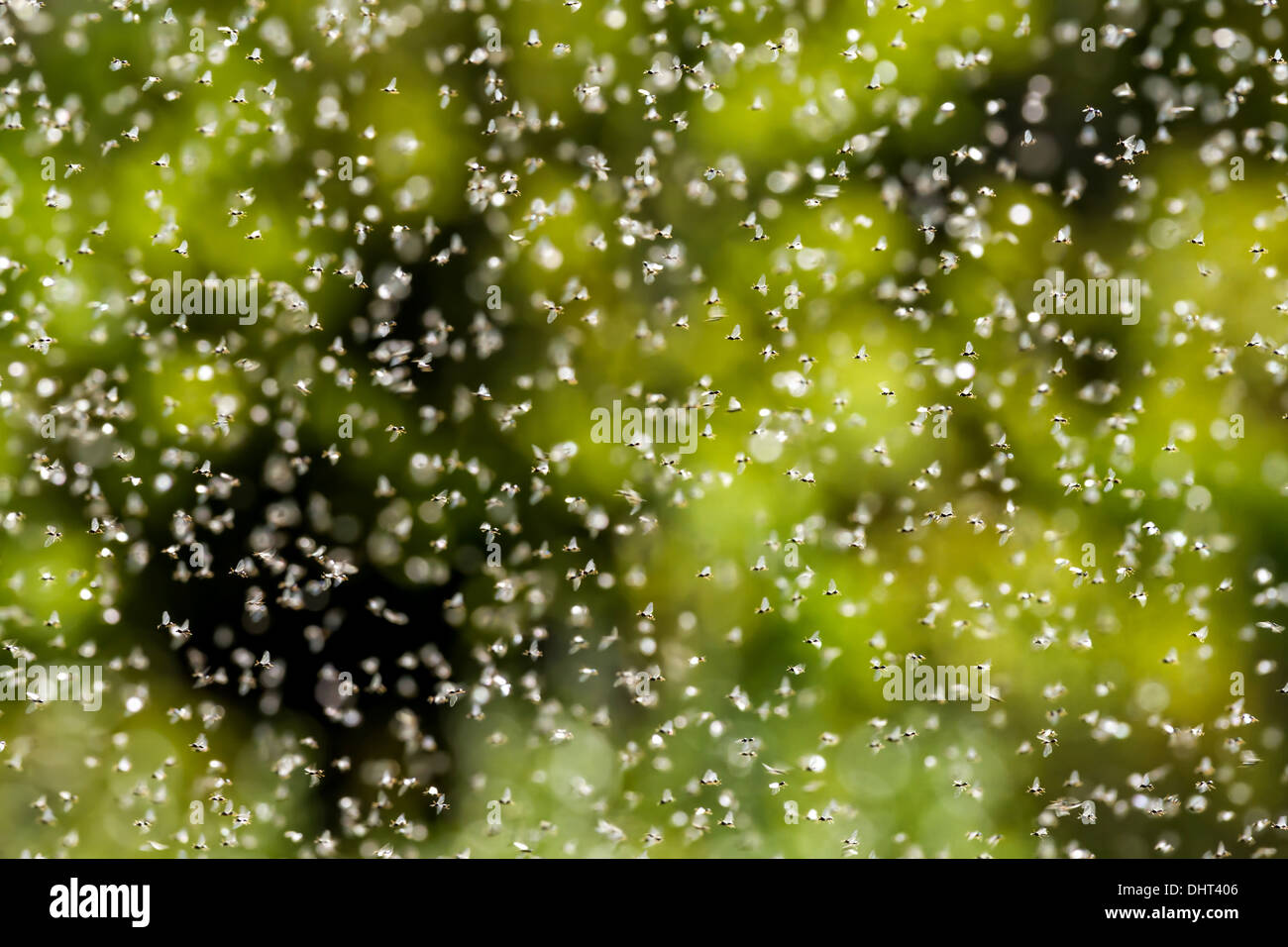 Winged ants swarming on a hot summer day Stock Photo - Alamy