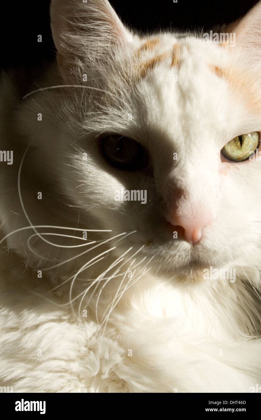 Domestic white cat hi-res stock photography and images - Alamy