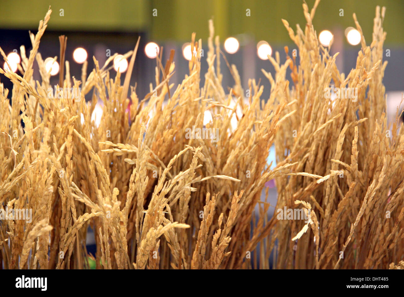 The Picture Rice are produce grains Stock Photo - Alamy