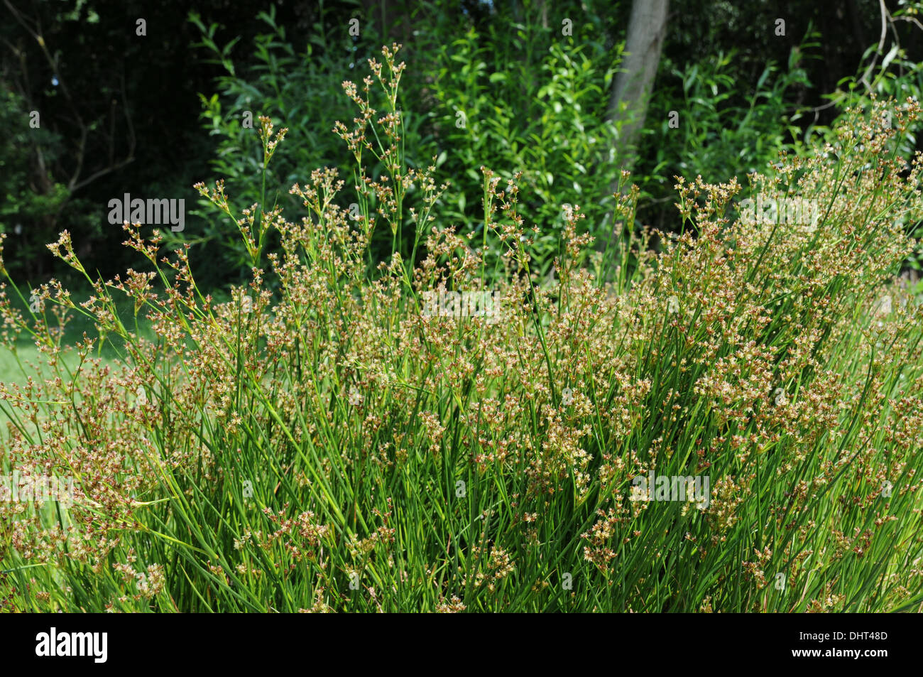 Jointleaf hi-res stock photography and images - Alamy