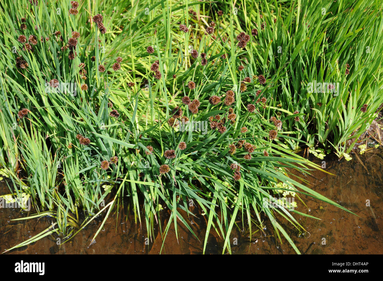 Schwertblattrige hi-res stock photography and images - Alamy