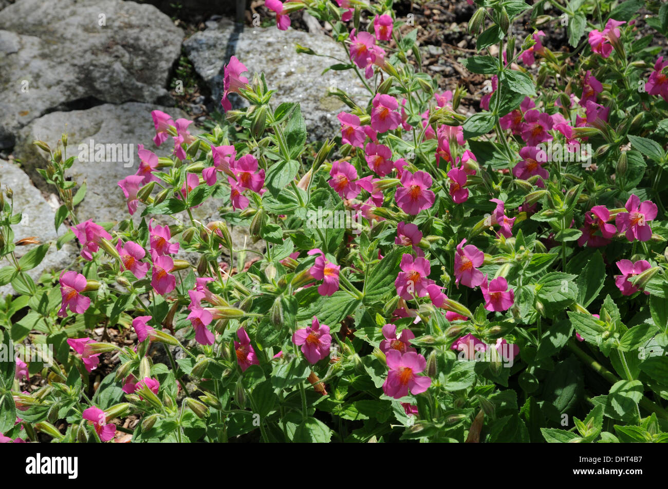 Mimulus lewisii hi-res stock photography and images - Alamy