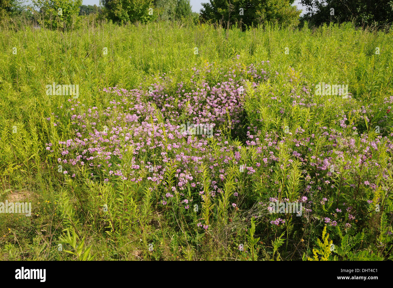Crown vetch hi-res stock photography and images - Alamy