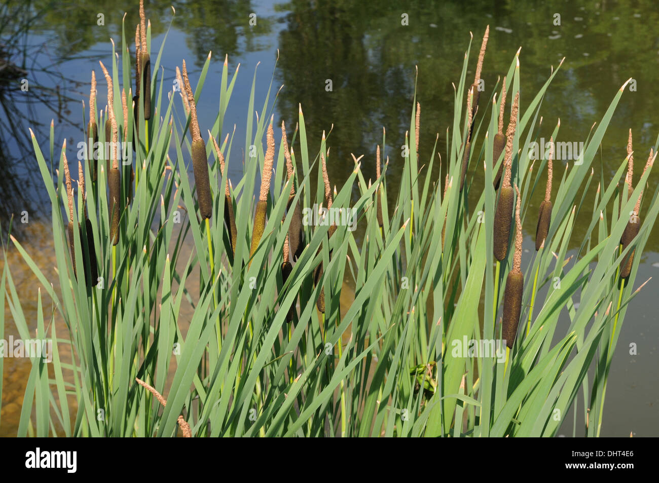 Bullrush swamp hi-res stock photography and images - Alamy