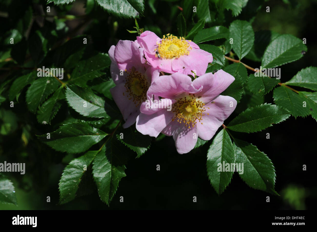 French rose hi-res stock photography and images - Alamy