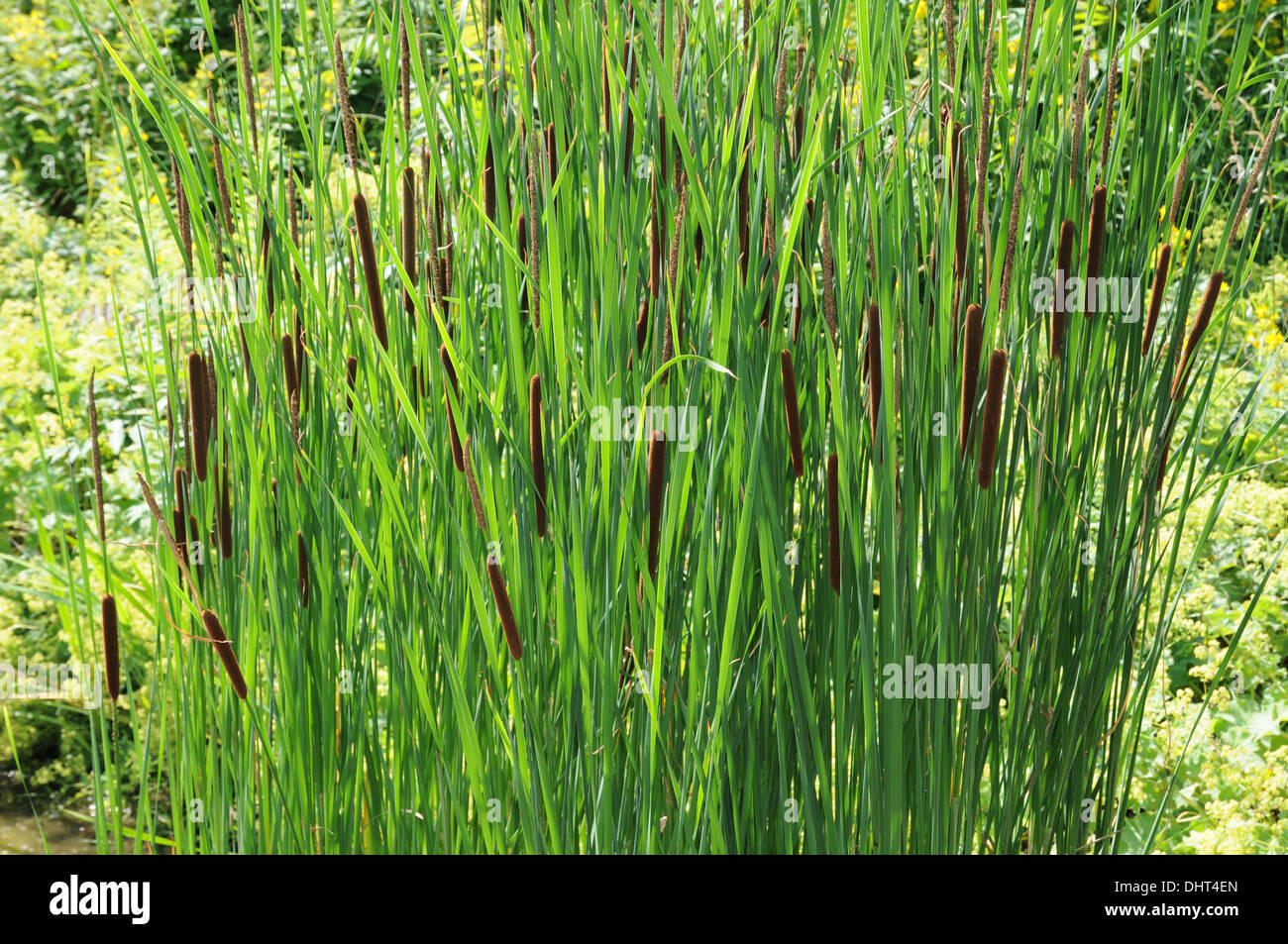 Bullrush grass hi-res stock photography and images - Alamy