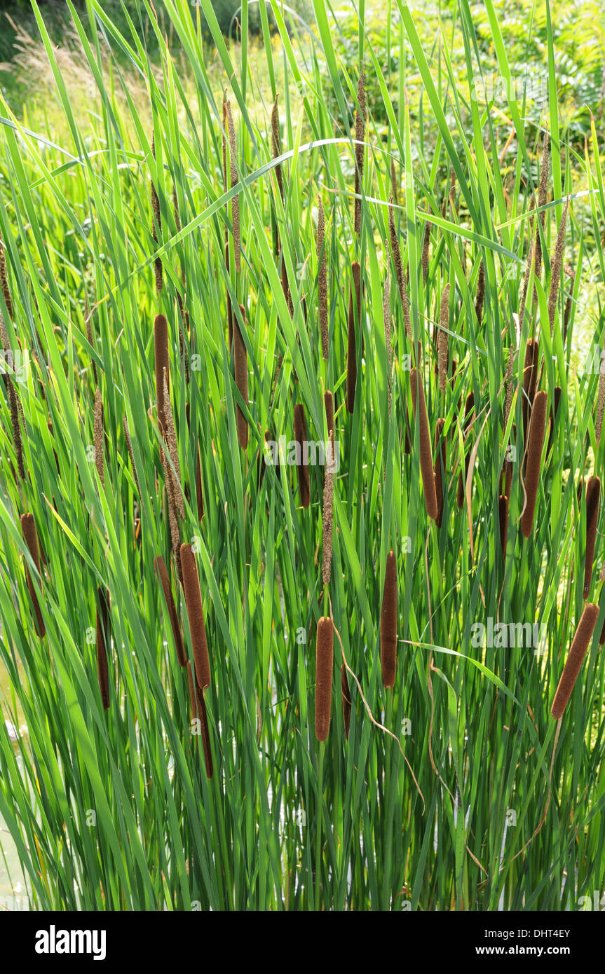 Bullrush hi-res stock photography and images - Alamy