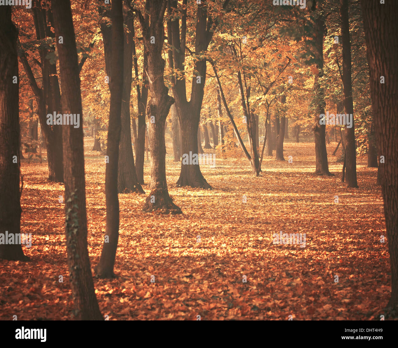 Autumn colors in the forest Stock Photo - Alamy