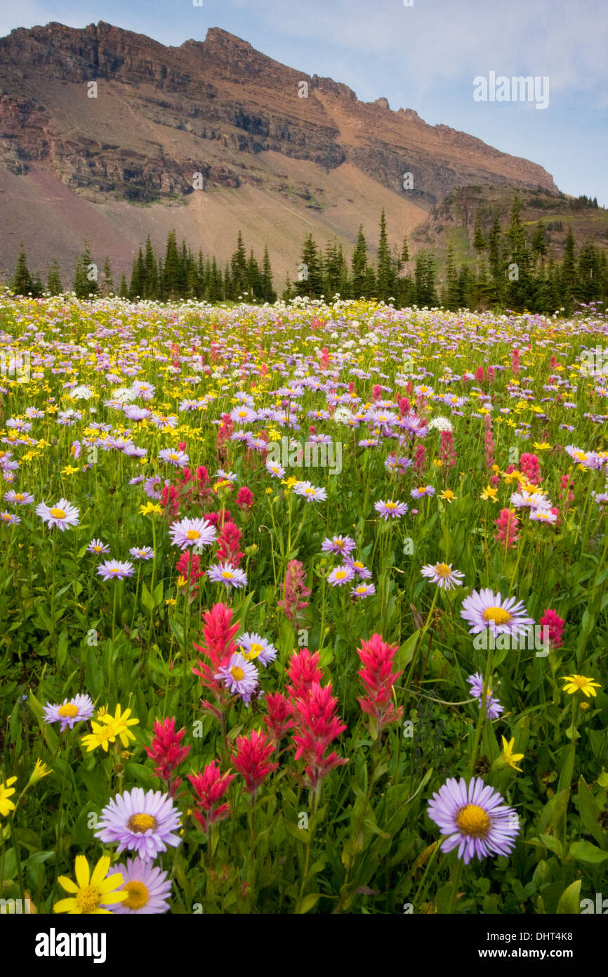 Rocky mountain meadow flowers hi-res stock photography and images - Alamy
