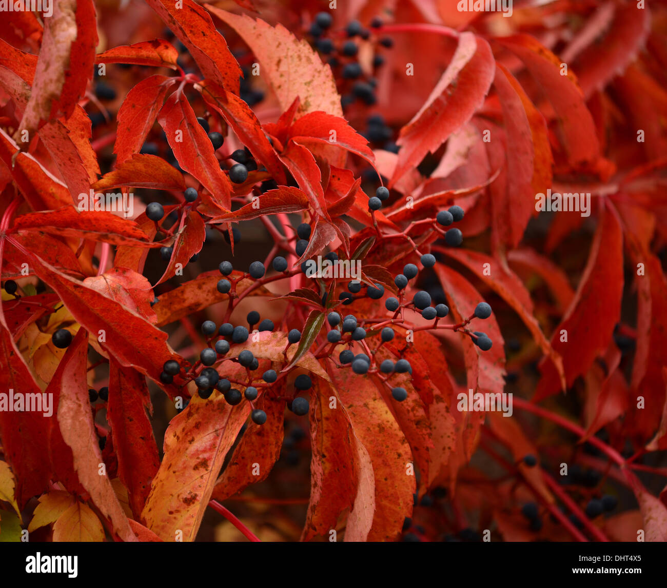 Blood choke hi-res stock photography and images - Alamy