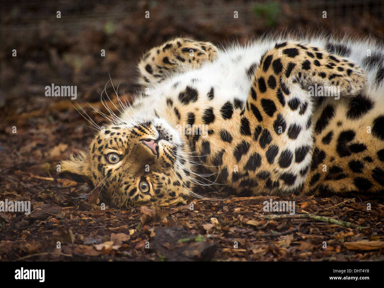 Female amur leopard lying hi-res stock photography and images - Alamy