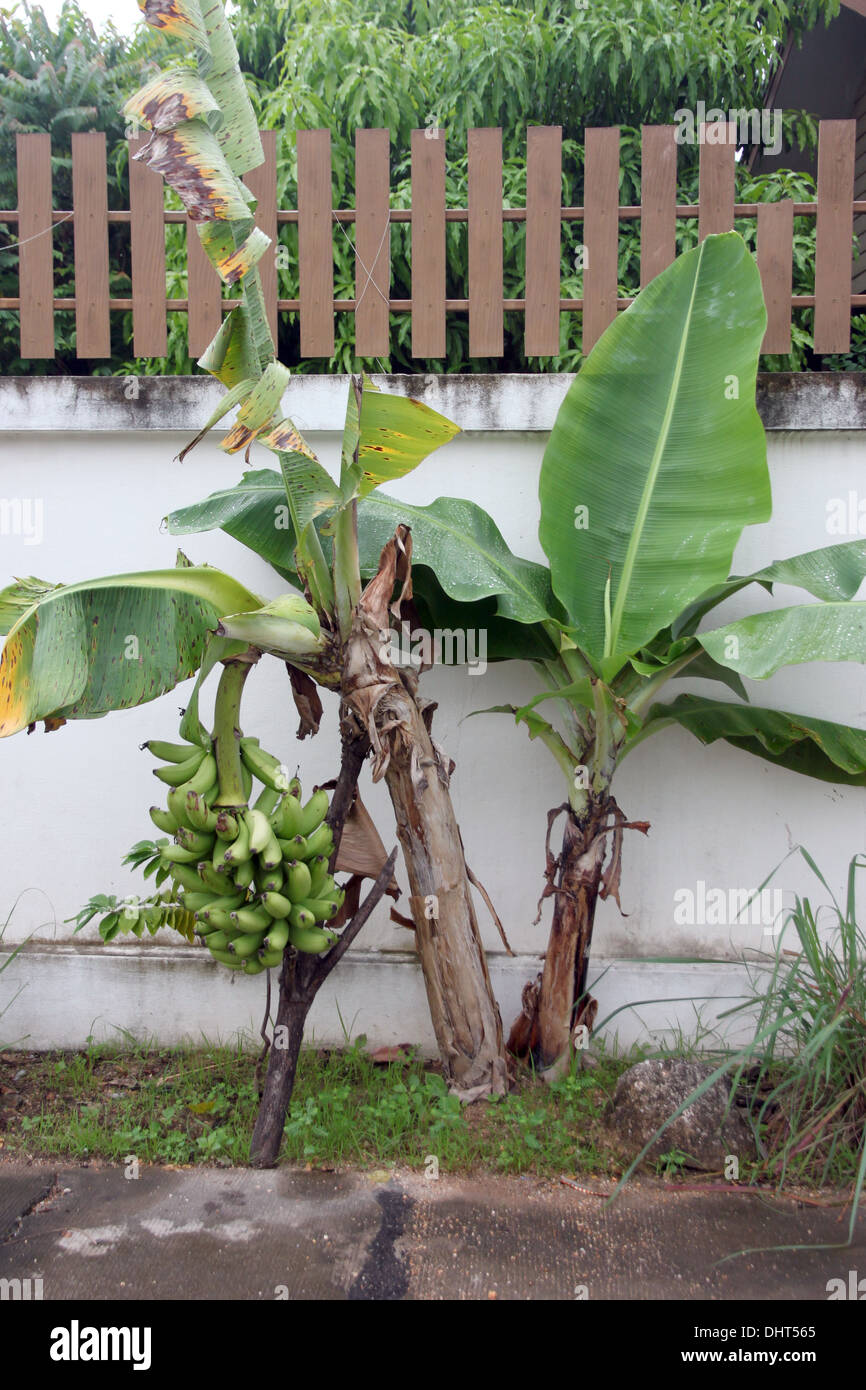 Tree growing into fence hi-res stock photography and images - Alamy