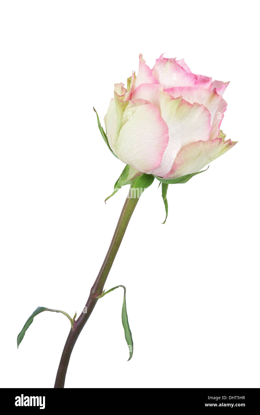 Beautiful multicolored rose isolated on white background Stock Photo ...