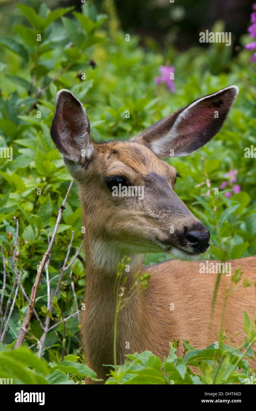 A Mule Deer feeding near Glenns Lake in Glacier National Park, Montana ... A Mule Deer feeding near Glenns Lake in Glacier National Park, Montana ...