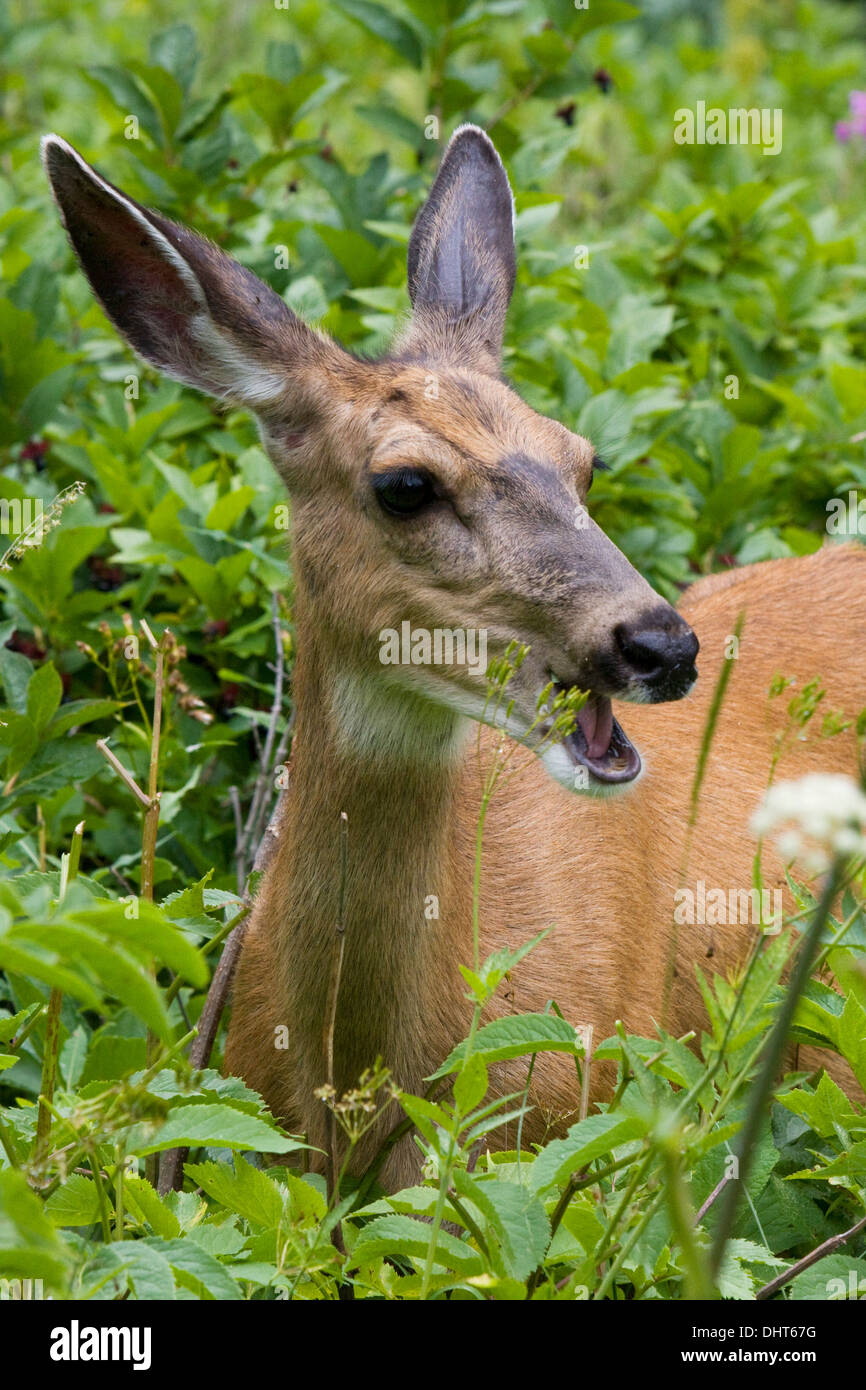 A Mule Deer feeding near Glenns Lake in Glacier National Park, Montana ... A Mule Deer feeding near Glenns Lake in Glacier National Park, Montana ...
