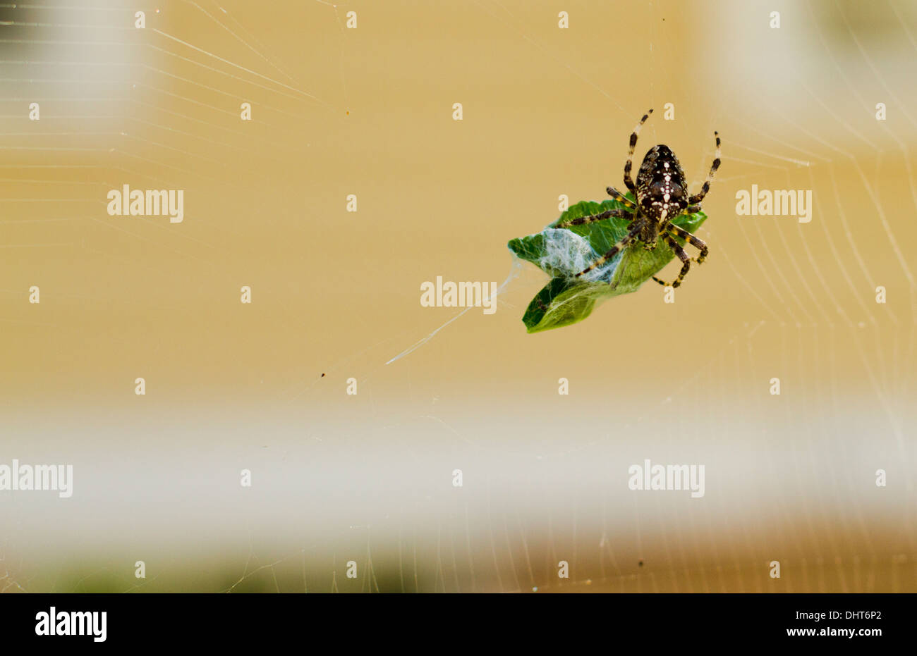 Spider wrapping prey silk hi-res stock photography and images - Alamy